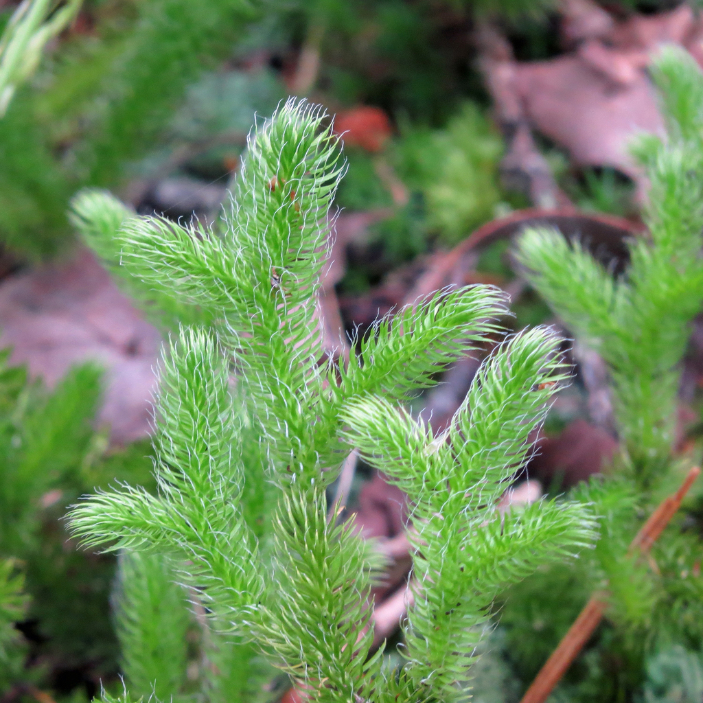 stag's-horn clubmoss from Enosburg, VT, USA on August 06, 2017 at 04:14 ...