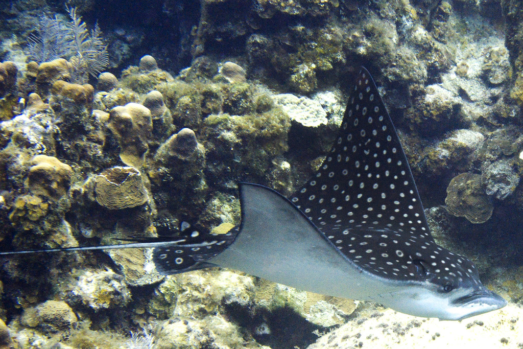Spotted Eagle Ray (Marine life of the Rio Grande Valley) · iNaturalist