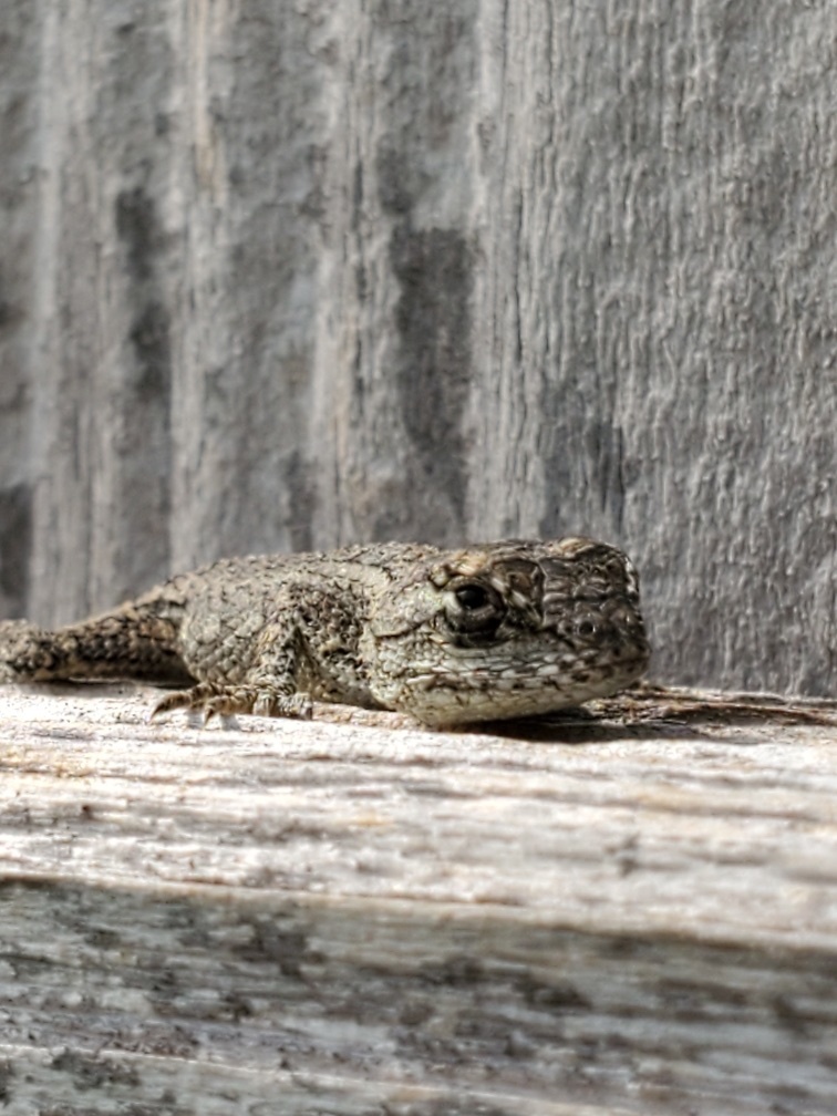 Eastern Fence Lizard in September 2020 by gillian_cortez. This Lizard ...