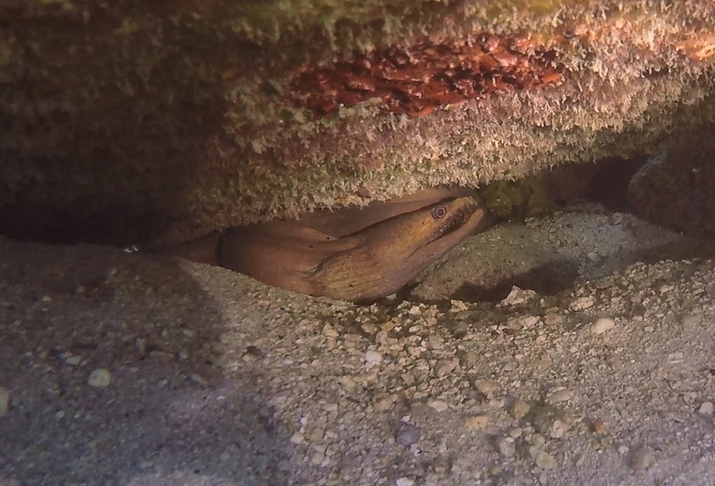 Viper Moray (Enchelycore nigricans) - Marine Life Identification