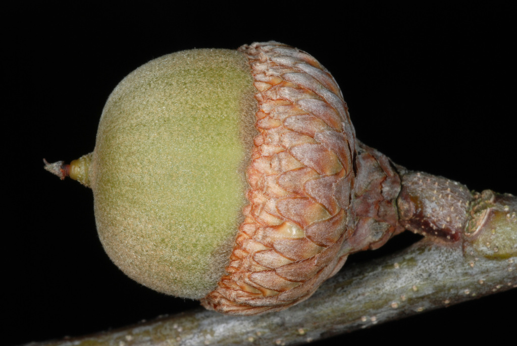 oaks (Quercus) - Botanical Realm
