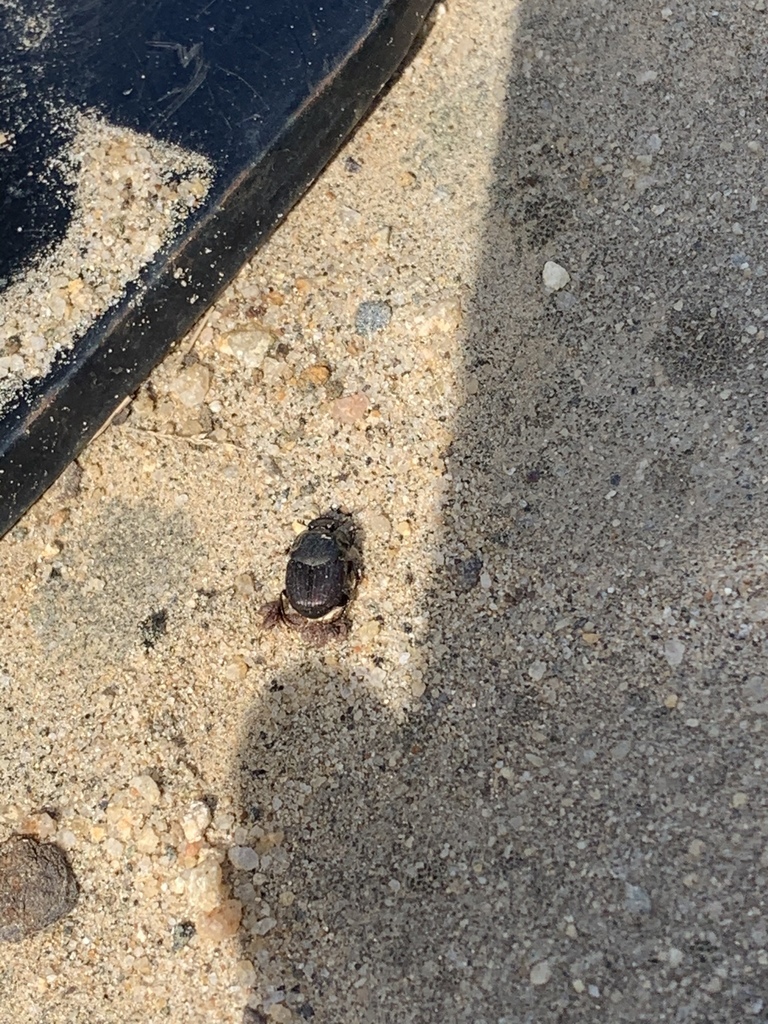 Scooped Scarab from Ballantyne Country Club, Charlotte, NC, US on ...