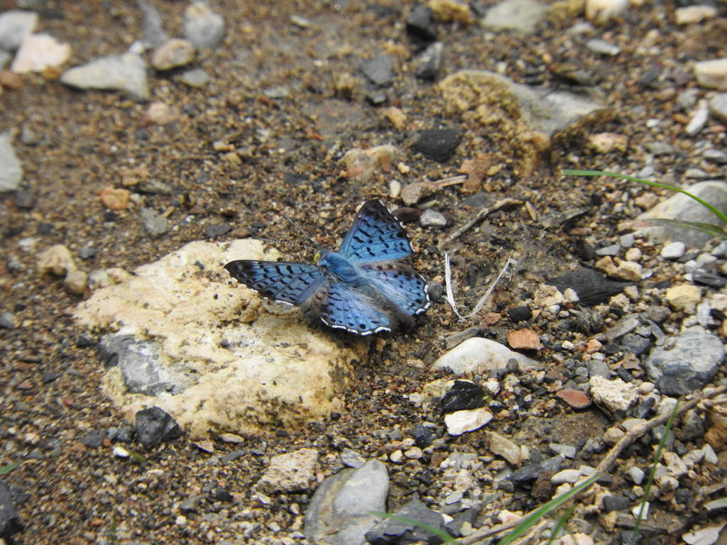 Blue Metalmark from Juárez, Nuevo Leon, Mexico on September 19, 2020 at ...