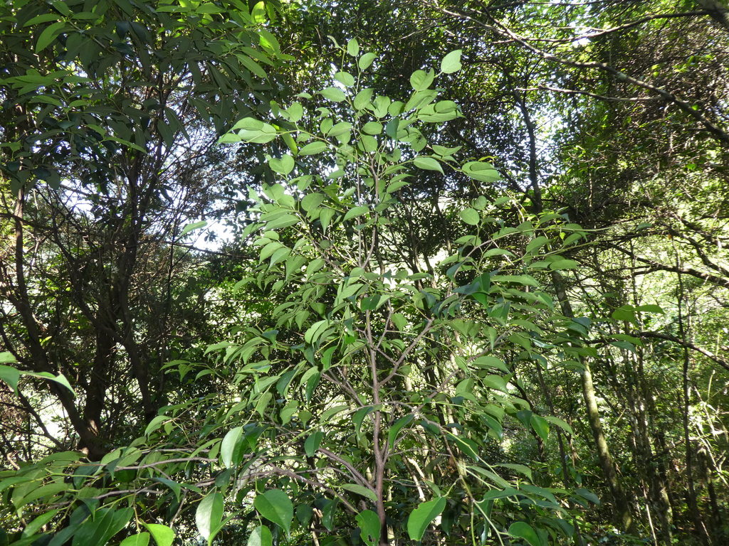 (Pentaphylacaceae) - Botanical Realm