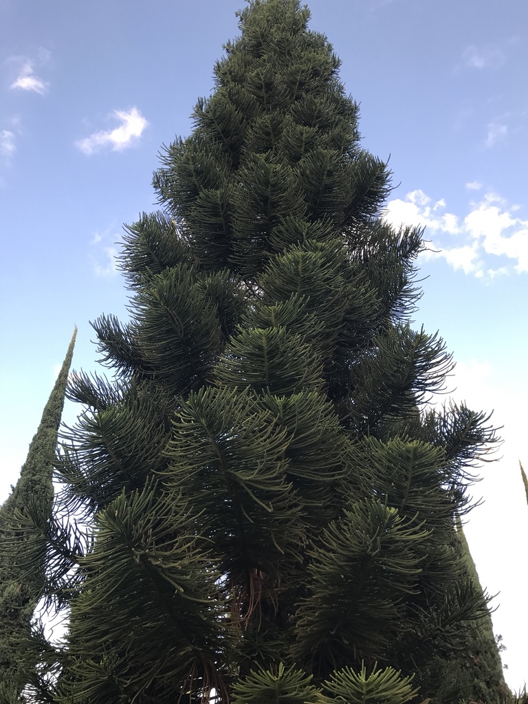 Cook pine from 37150, León, GTO, MX on August 08, 2017 at 07:54 PM by ...