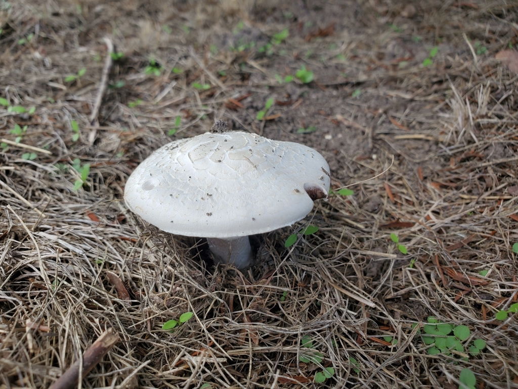 Agaricus andrewii from Marion, IN, USA on September 13, 2020 at 03:13 ...