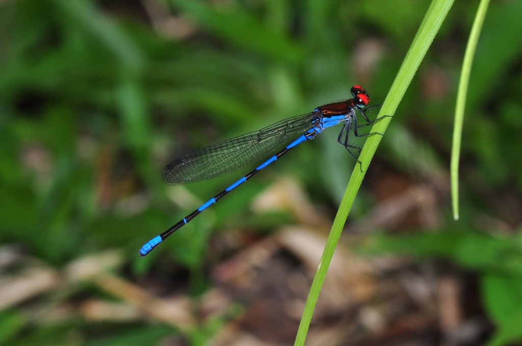 Argia cupraurea (Dragonflies and Damselflies of the Bodoquena Plateau ...