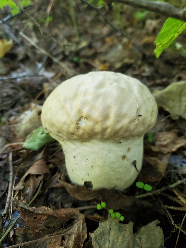 Brain puffball from Liberty Township, IN, USA on September 19, 2020 at ...