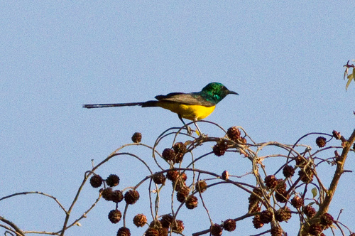 Pygmy Sunbird (Hedydipna platura) · iNaturalist