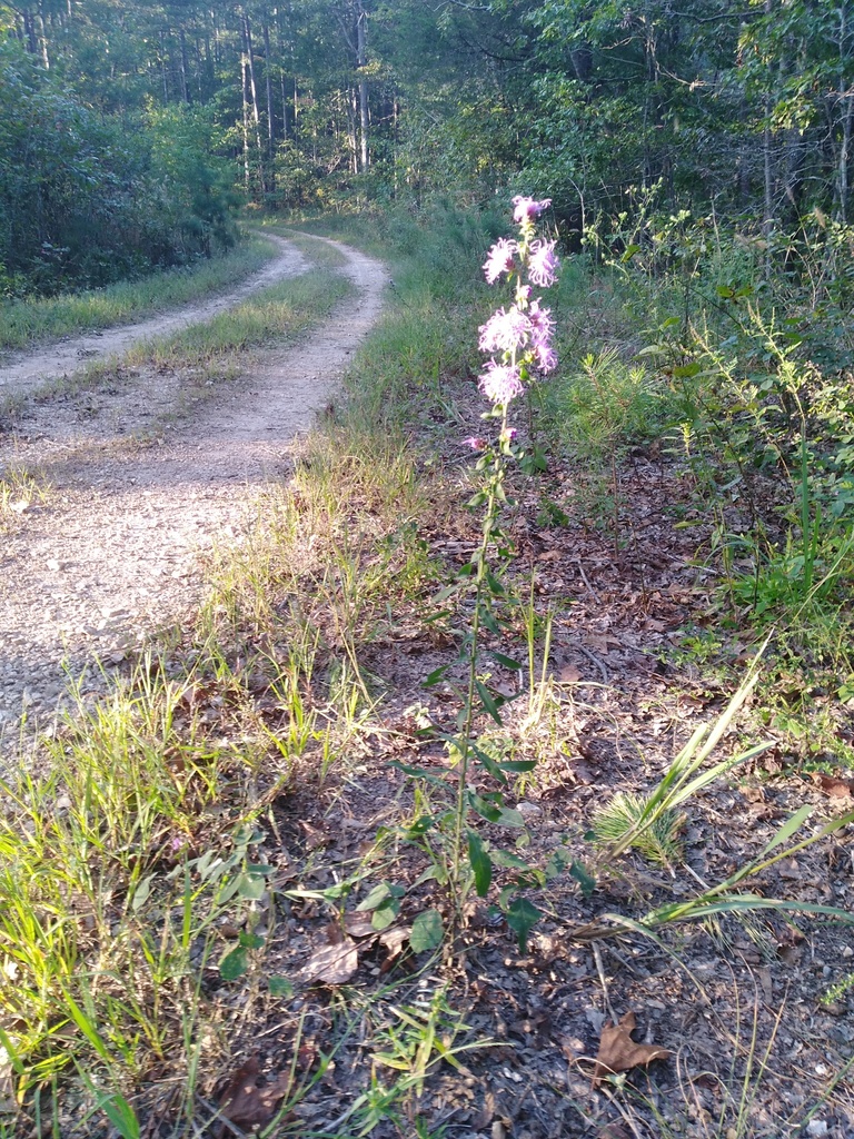 Appalachian blazing star from Stone County, AR, USA on September 20 ...