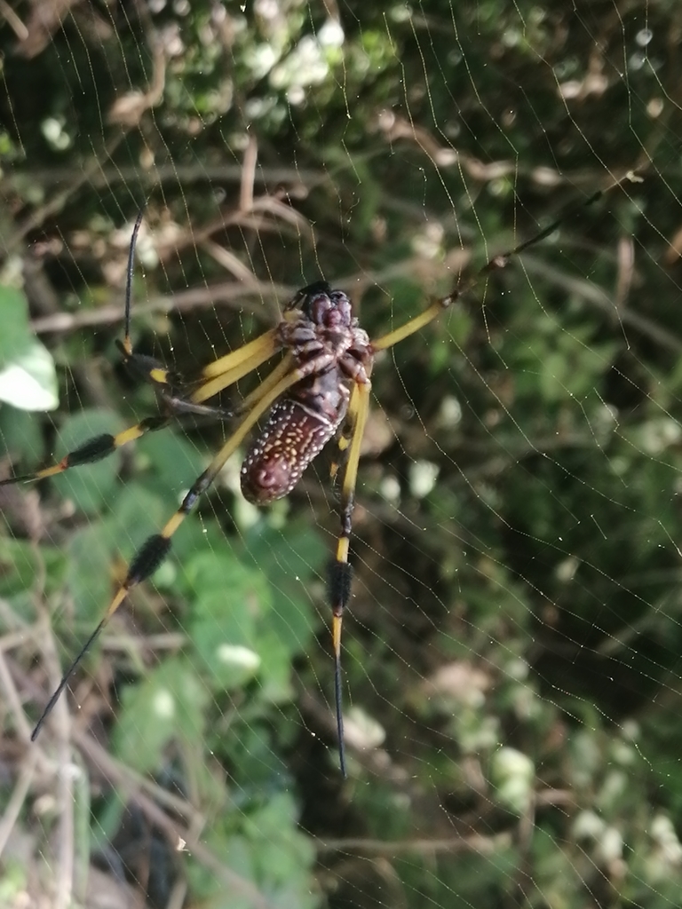 Golden Silk Spider from Escuela Agrícola Panamericana Zamorano on ...