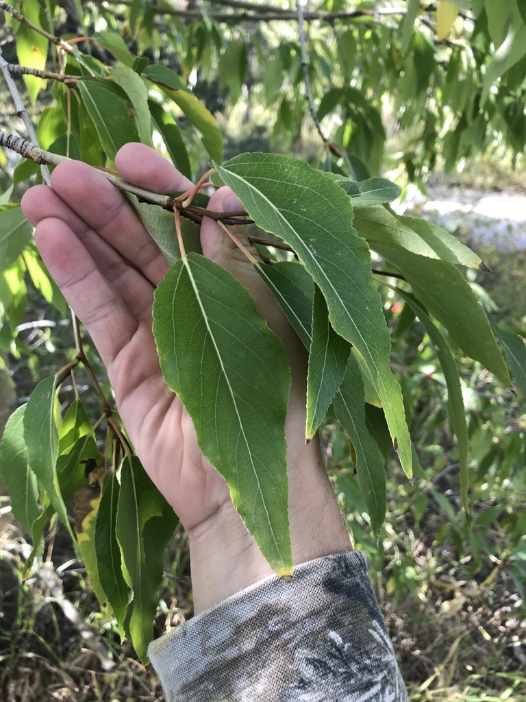 balsam poplar from Shoshone National Forest, Cody, WY, US on September ...