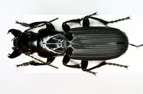 Percus passerinii · iNaturalist