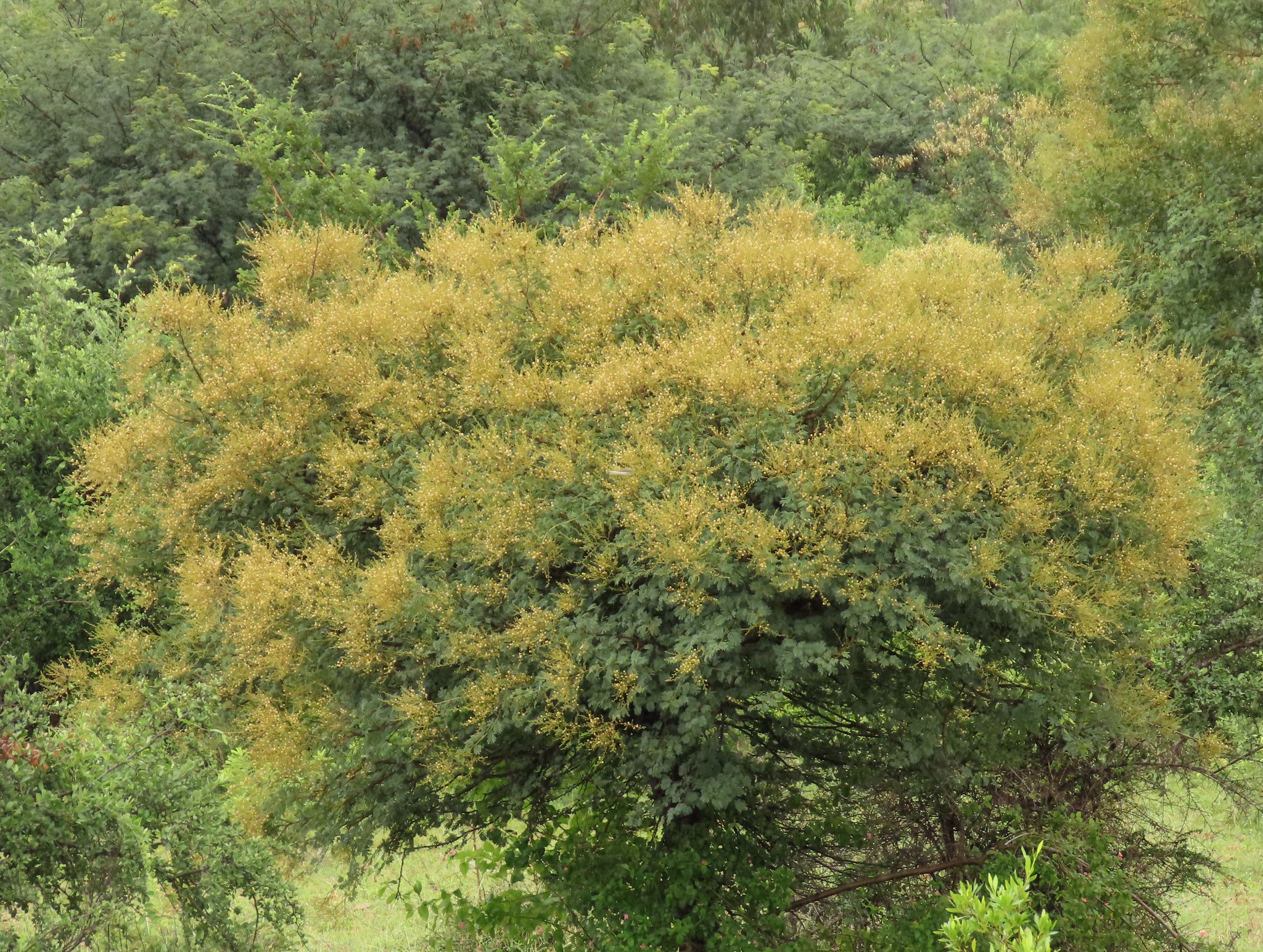 Vachellia leucophloea (Roxb.) Maslin, Seigler & Ebinger