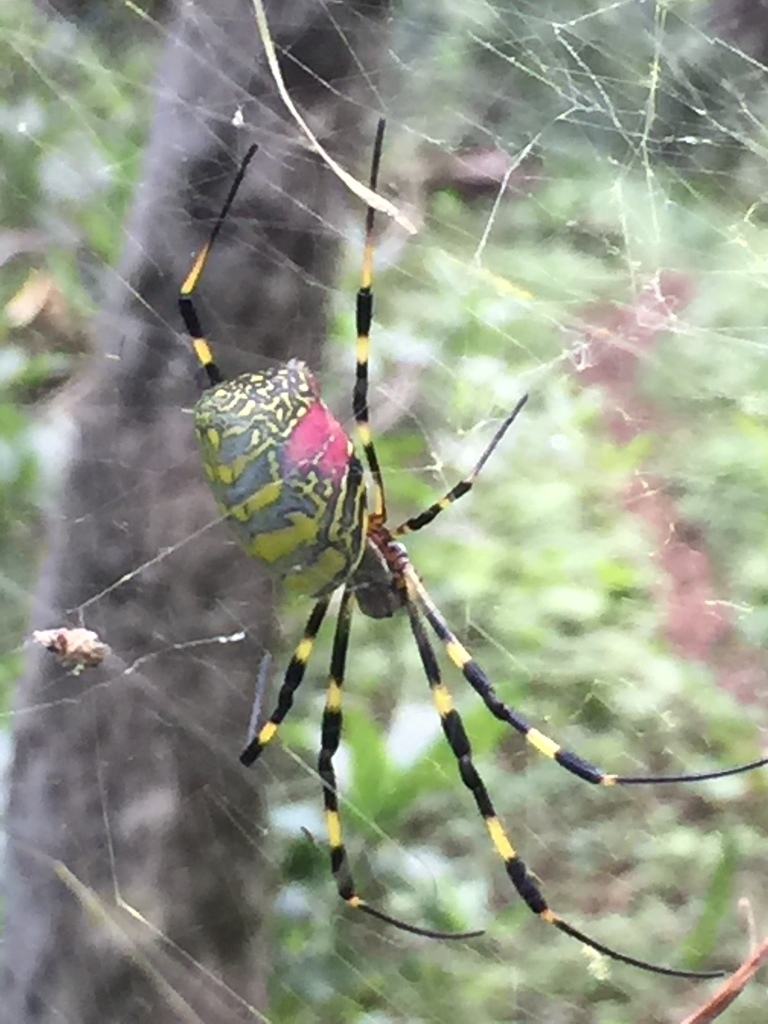 Joro Spider from Shinano, JP-NN, JP on September 21, 2020 at 11:35 AM ...