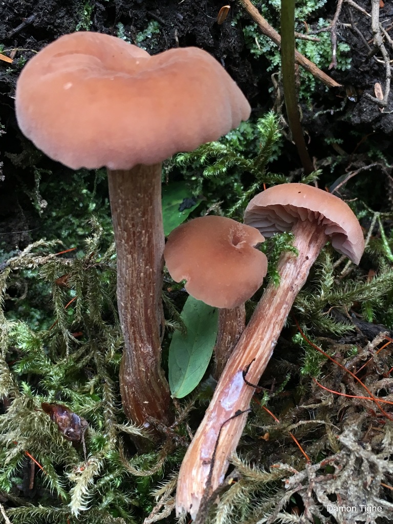 Bicoloured Deceiver (Local Fungi of NWFL) · iNaturalist