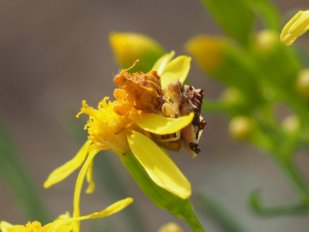 Jagged Ambush Bug from Boulder, CO, USA on September 20, 2020 at 02:03 ...