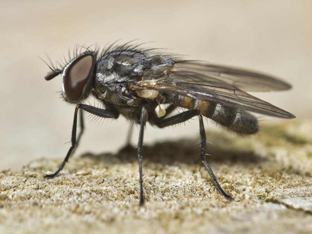 Lesser House Fly (Animals of Czech republic) · iNaturalist