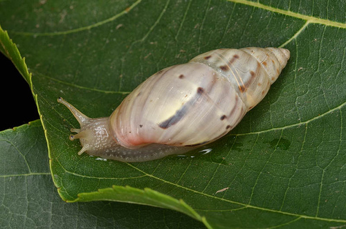 Drymaeus suprapunctatus · iNaturalist