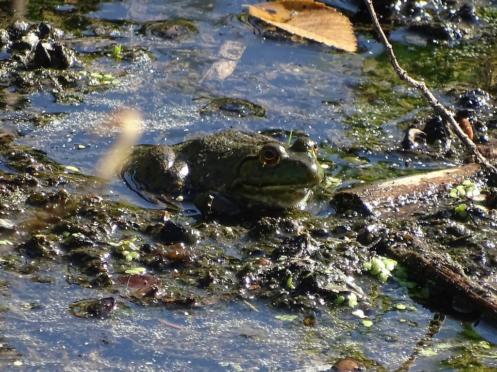 American Bullfrog from Cassimer Bar Wildlife Area, Okanogan County, WA ...