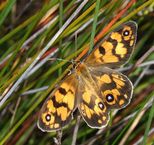 Bright-eyed Brown from Wye SA 5291, Australia on December 29, 2009 at ...