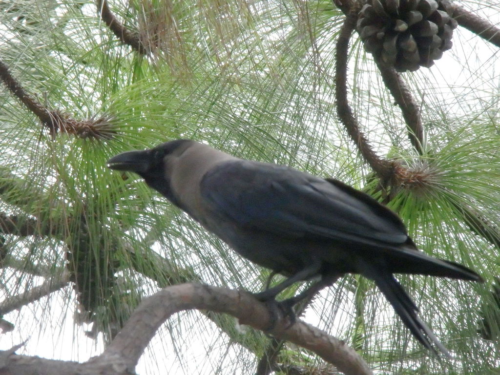 House Crow from Central Secretariat, New Delhi, Delhi, India on ...