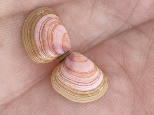 Salmon Tellin (Tellina nuculoides) · iNaturalist