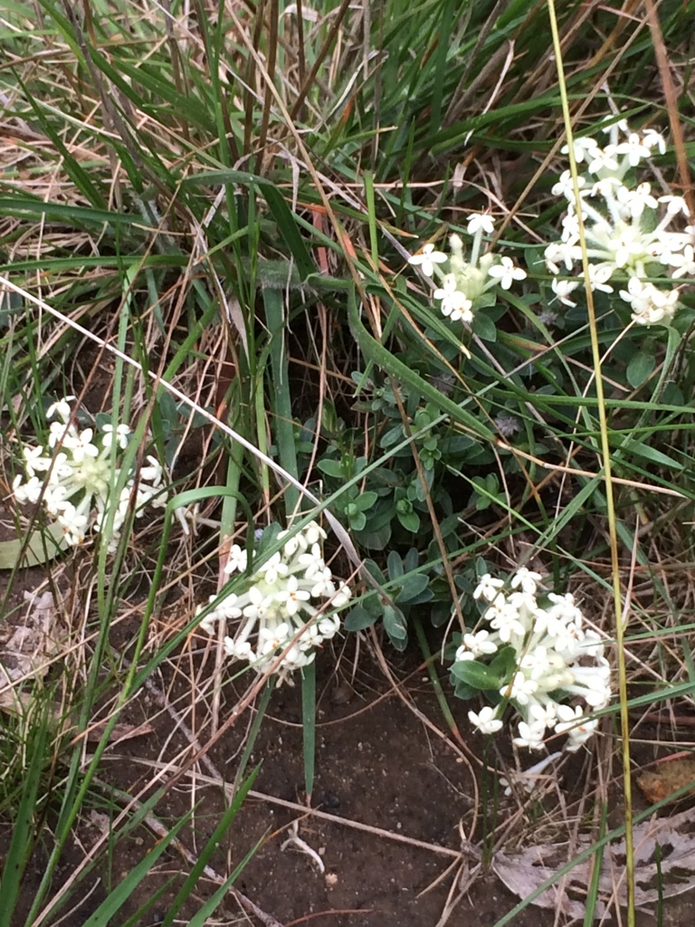 Common Rice-flower from Melbourne VIC, Australia on September 21, 2020 ...