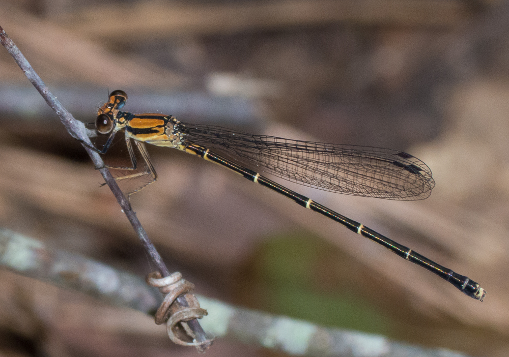 Blue-tipped Dancer (Dragonflies and Damselflies of Alabama) · iNaturalist