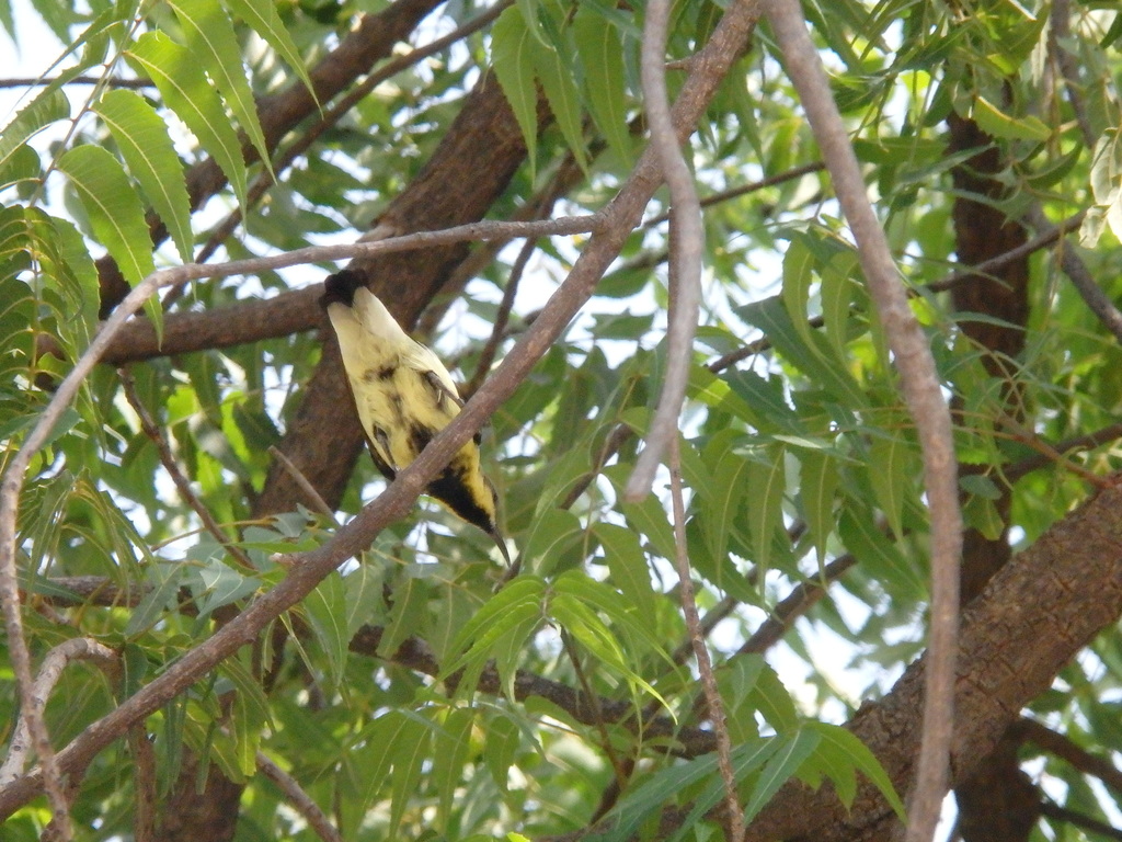 Purple Sunbird from Pokhran, Rajasthan 345021, India on October 3, 2019 ...