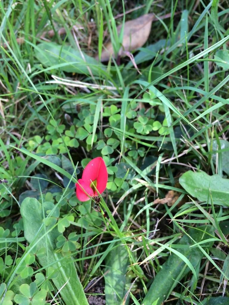 Running Postman from Melbourne VIC, Australia on September 21, 2020 at ...