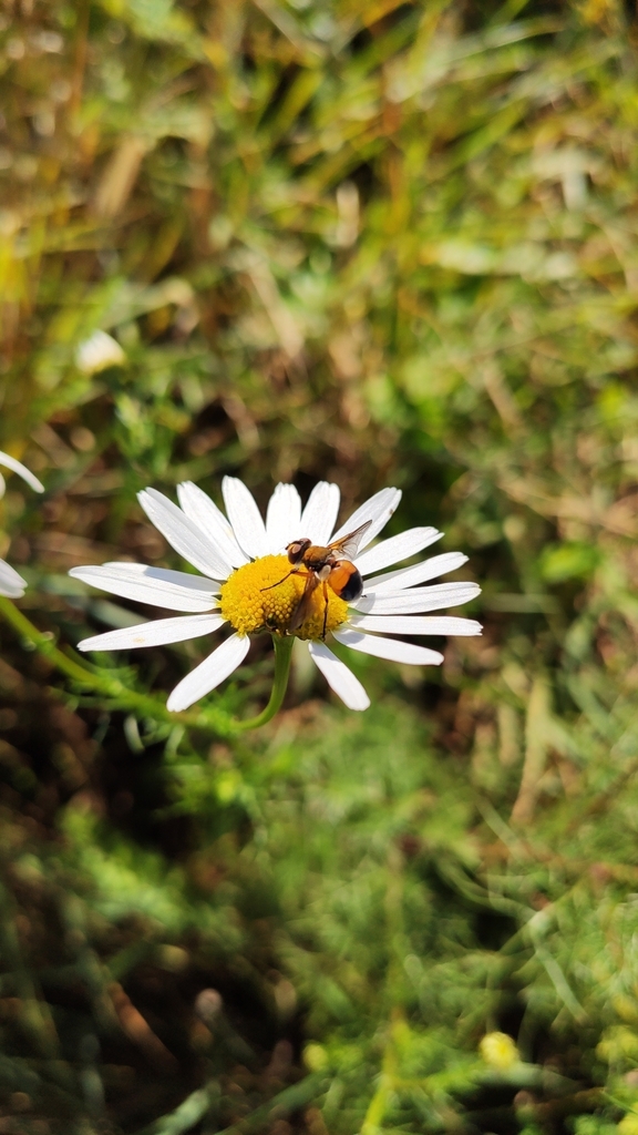 Ectophasia rotundiventris from Алтайский край, Россия, 659636 on ...