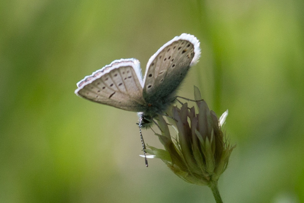 Greenish Blue (Butterflies / Moths of Highline Lake State Park ...