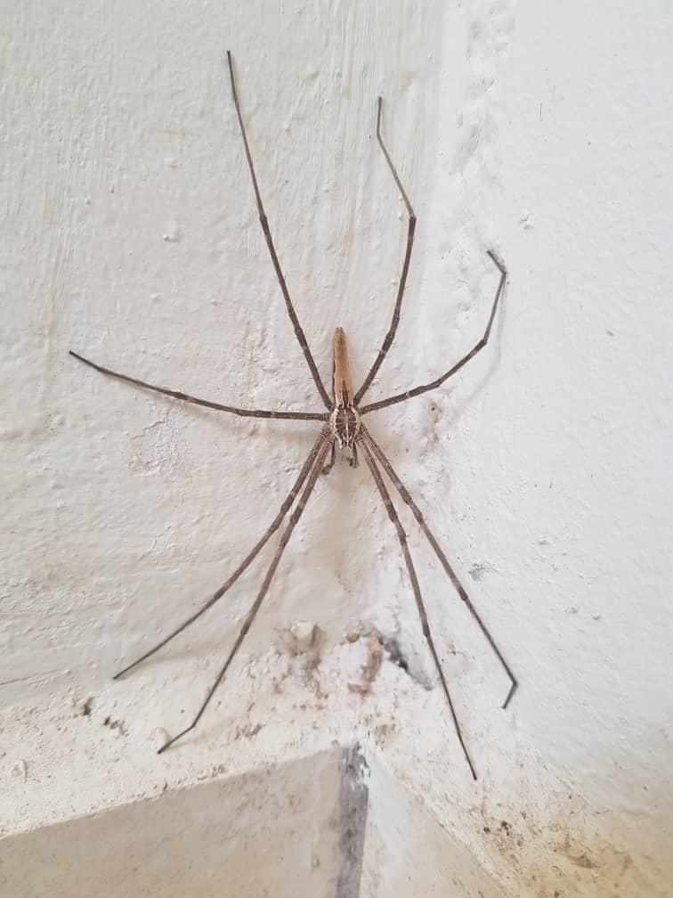 Euprosthenops biguttatus from Harare on September 17, 2020 at 09:49 AM ...