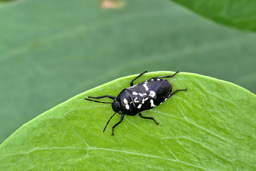 Genus Apines · iNaturalist