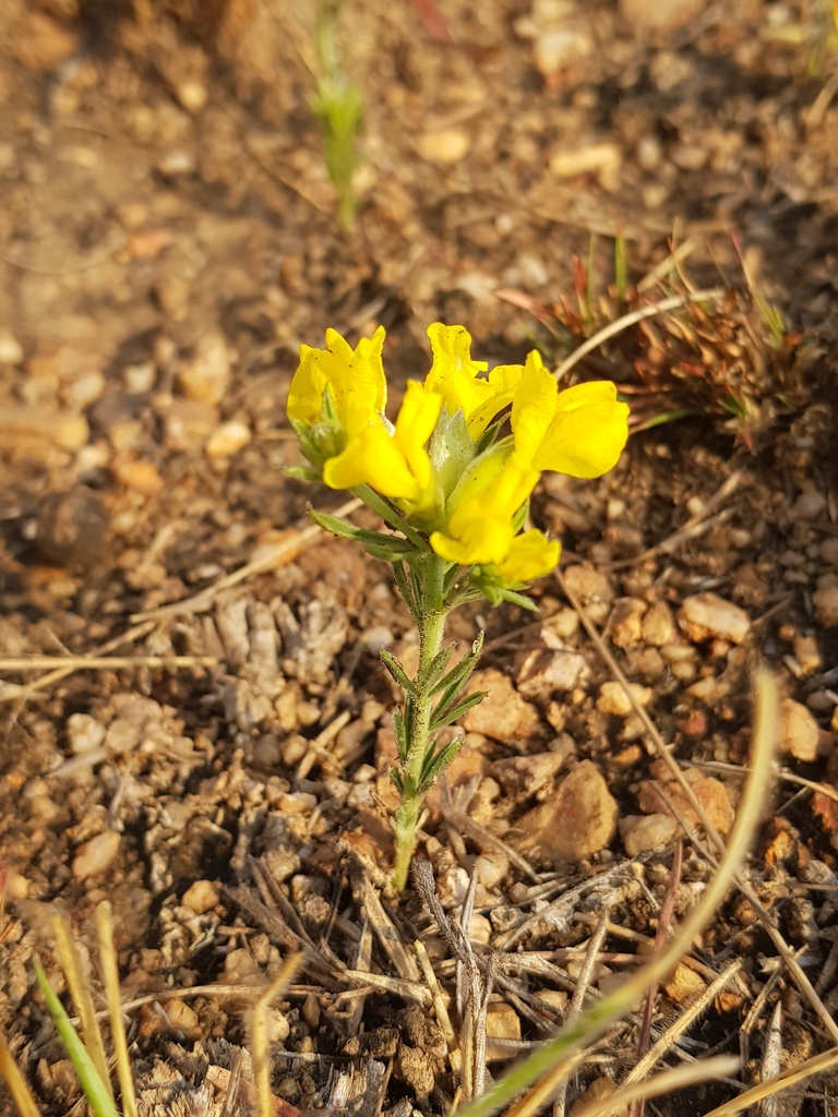 (Pearsonia sessilifolia sessilifolia) - Botanical Realm