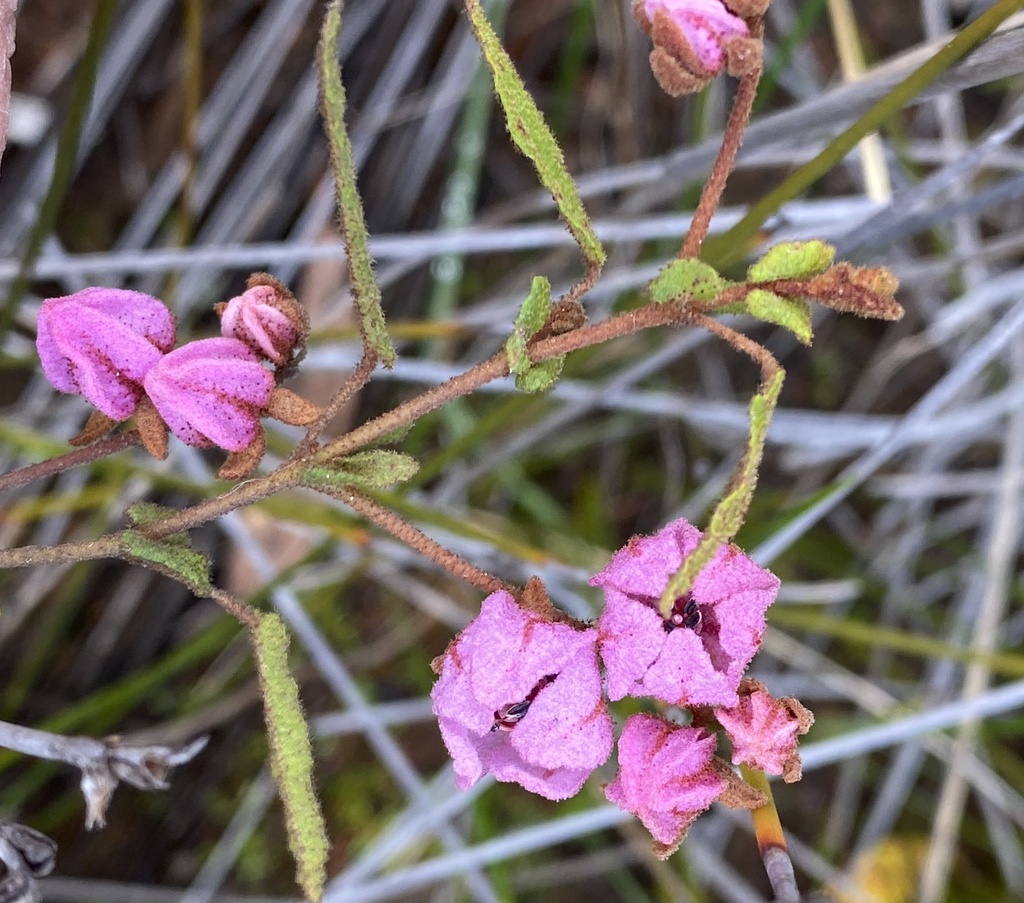 Narrow-leaved thomasia (Thomasia angustifolia) - Botanical Realm