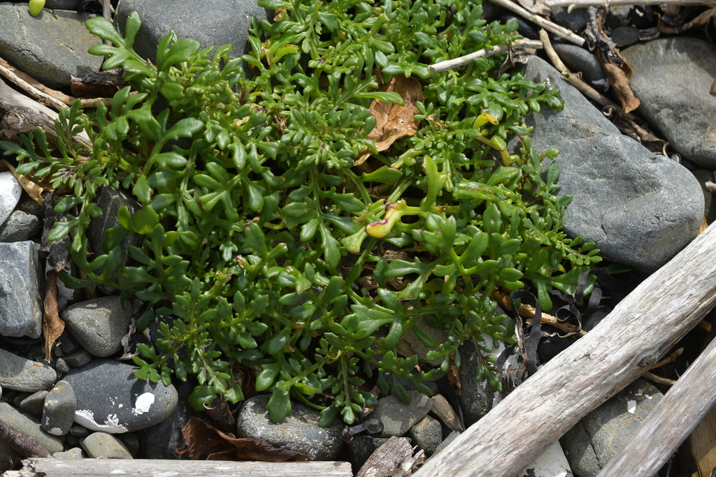 Shore Groundsel from Porirua City, Wellington, New Zealand on September ...