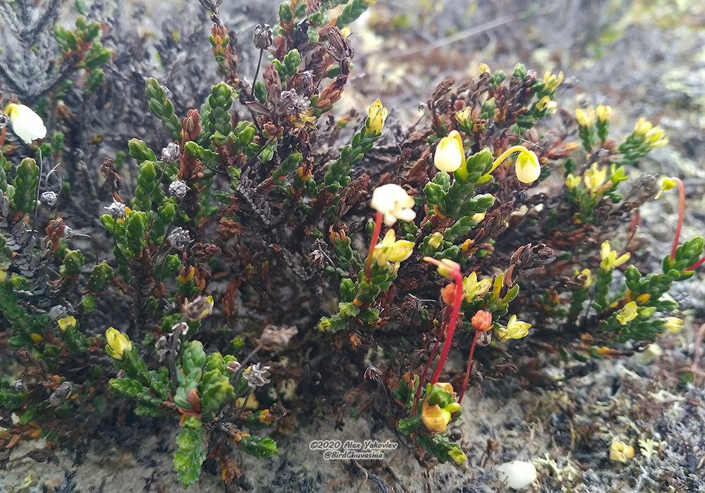 Arctic bell-heather from Tazovskiy rayon, Yamal-Nenets, Russia on ...