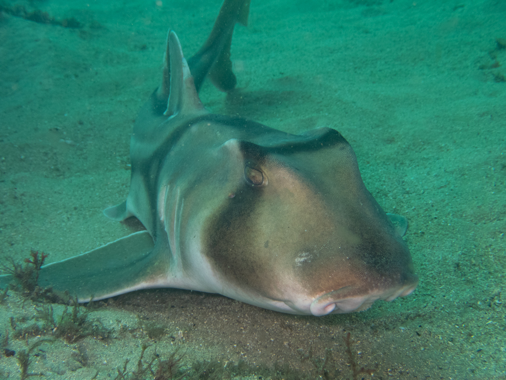 Port Jackson Shark (Heterodontus portusjacksoni) - Marine Life ...