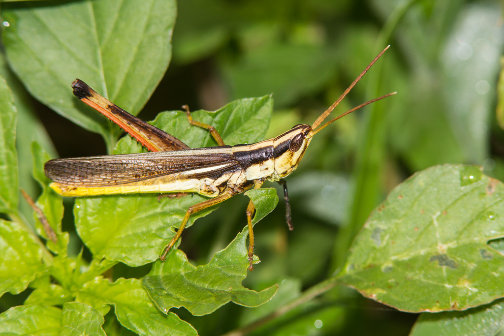 Two-striped Mermiria Grasshopper (MatBio: GRASSHOPPERS, CRICKETS ...