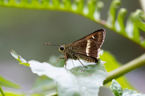 Narrow-banded Ace (Halpe elana) · iNaturalist