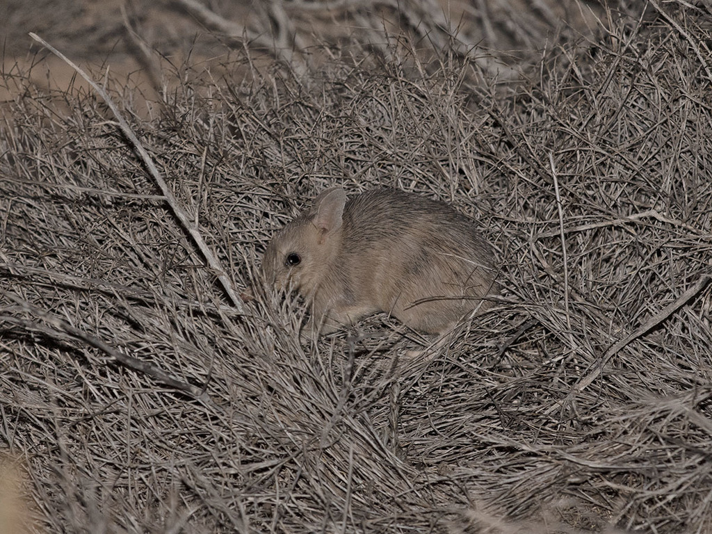 Australian Bandicoots (Peramelinae) - Know Your Mammals