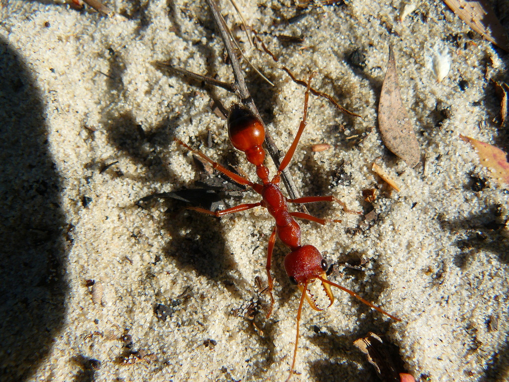 Red Bull Ant from Woody Head NSW 2466, Australia on October 17, 2008 at ...