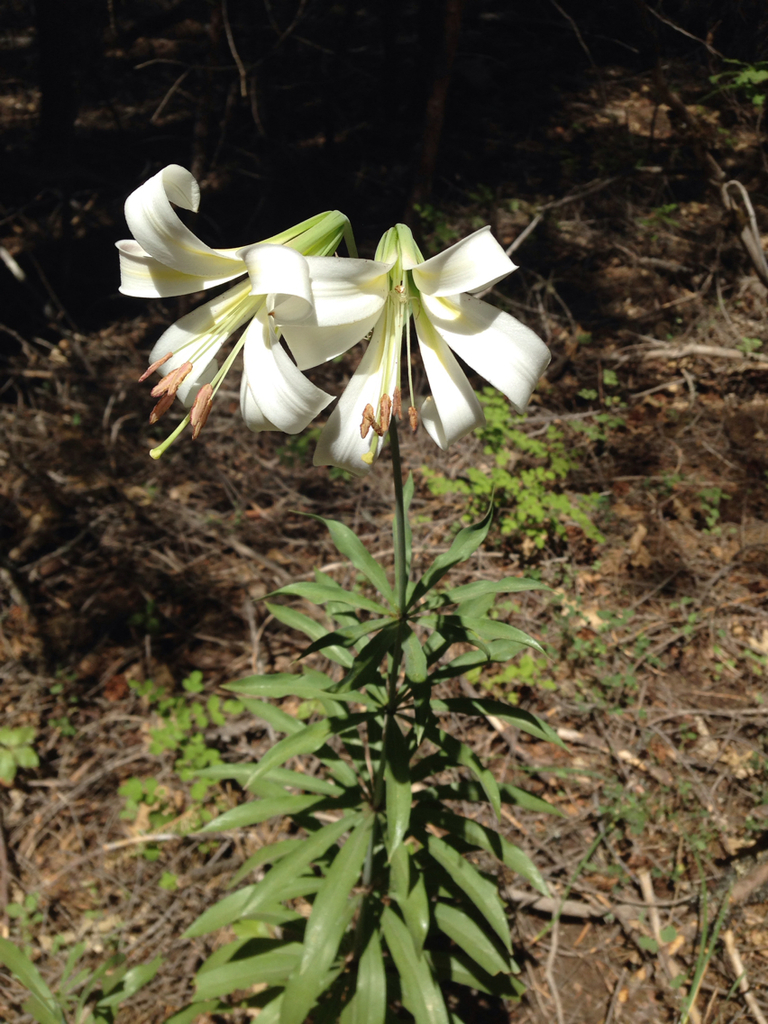 Washington lily (Lilium washingtonianum) - Botanical Realm