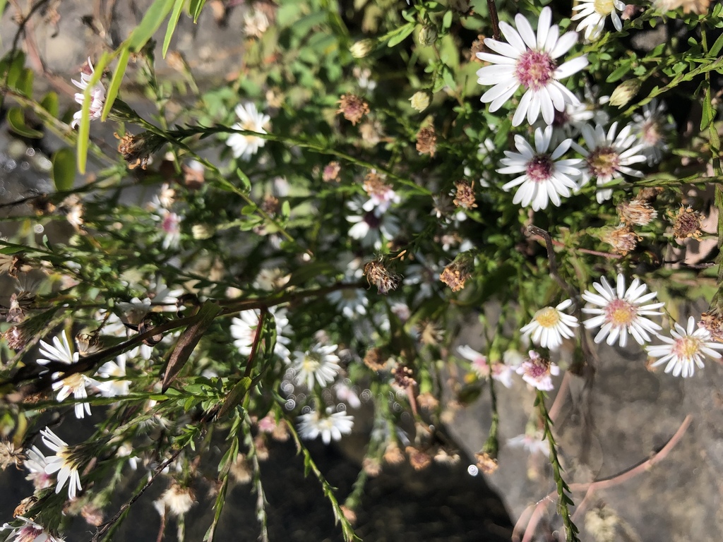 Tradescant's aster in September 2020 by sargetsi · iNaturalist