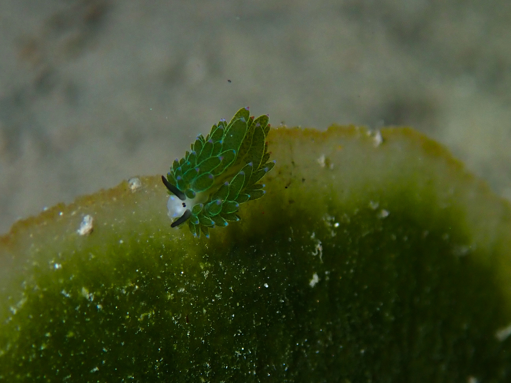 little leaf-sheep nudibranch from Dili Barat, TP-DL, TL on November 02 ...