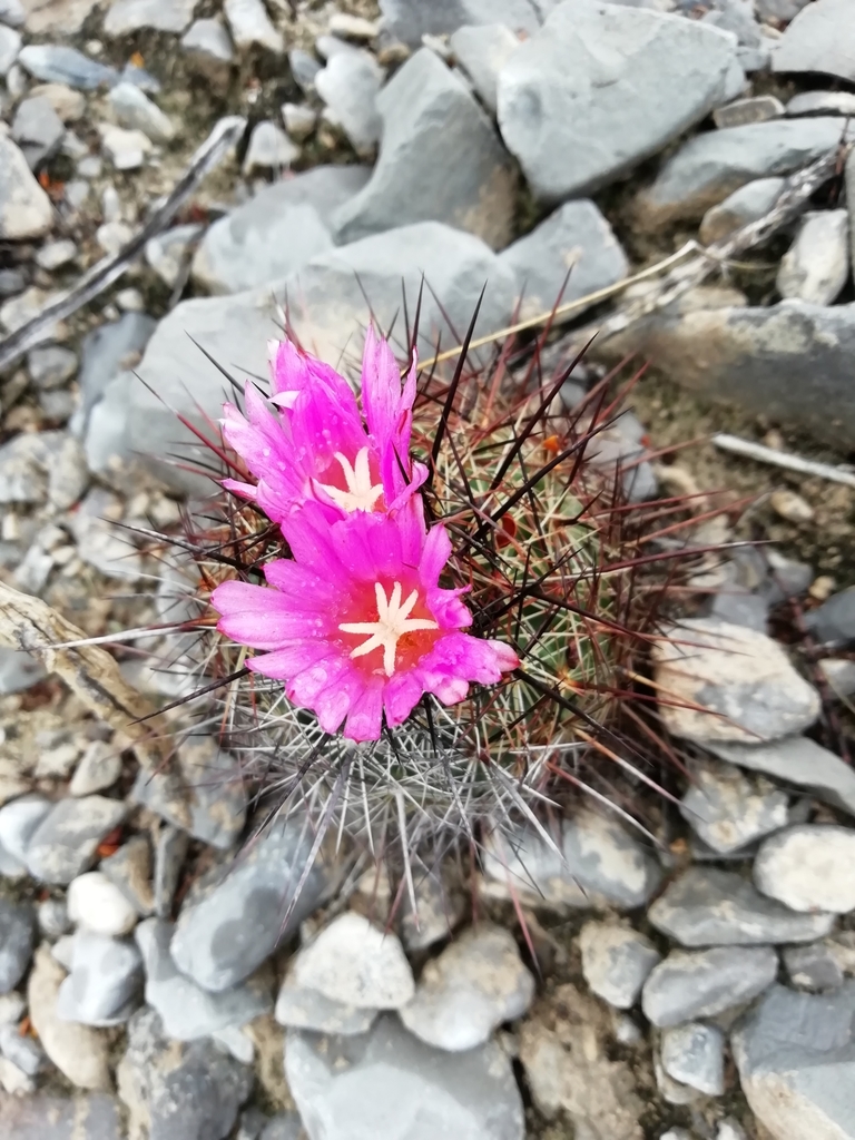 Bunched Cory Cactus in September 2020 by Pepe Paulín · iNaturalist