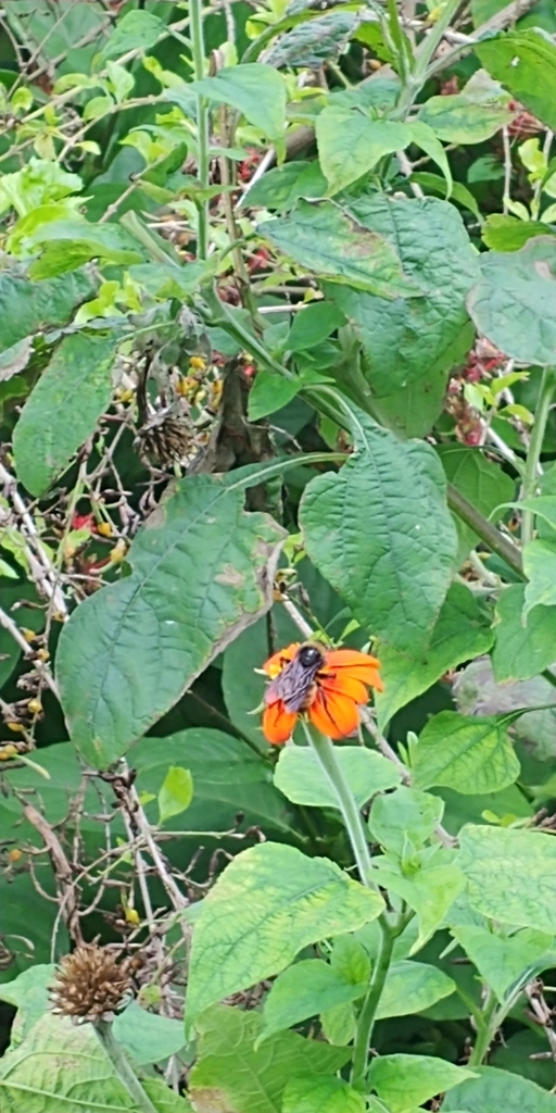 American Bumble Bee from Largo, FL 33778, USA on September 20, 2020 at ...