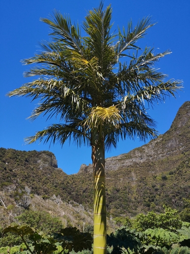 Chonta chilena (Juania australis) · iNaturalist Chile